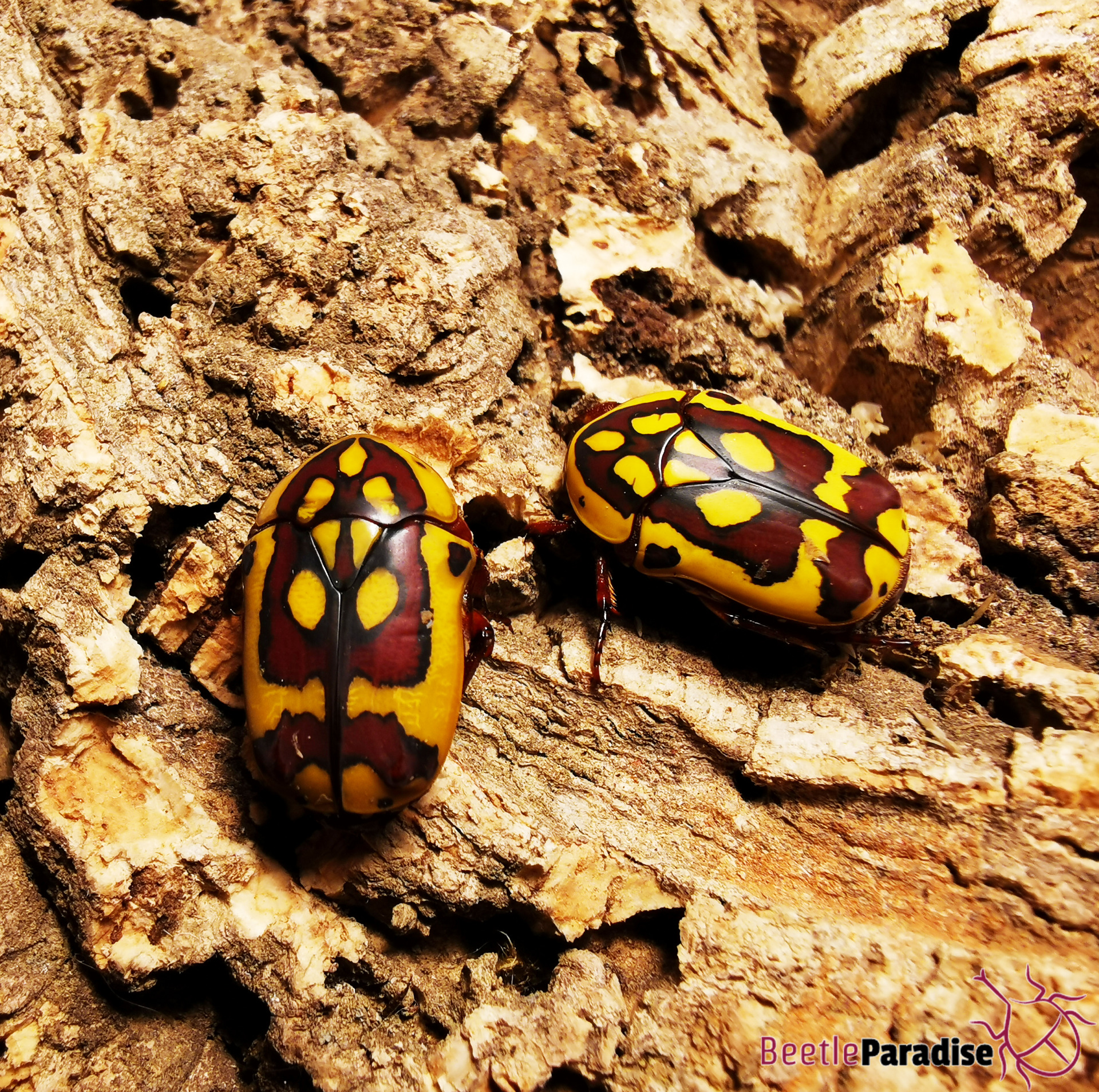 Pachnoda fissipunctum